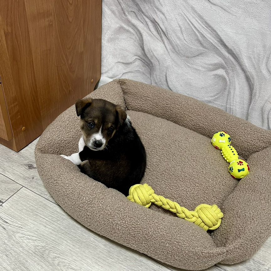 Щенок в добрые руки