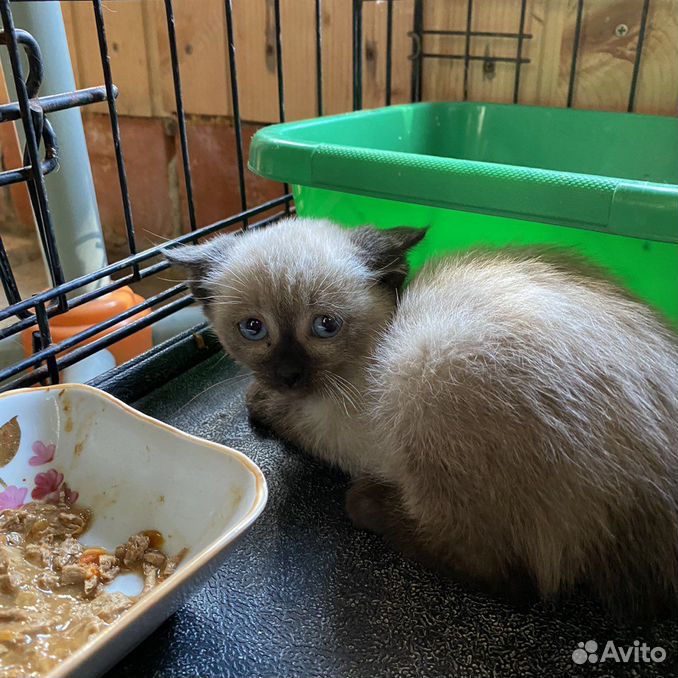 Тайские сиамские котята