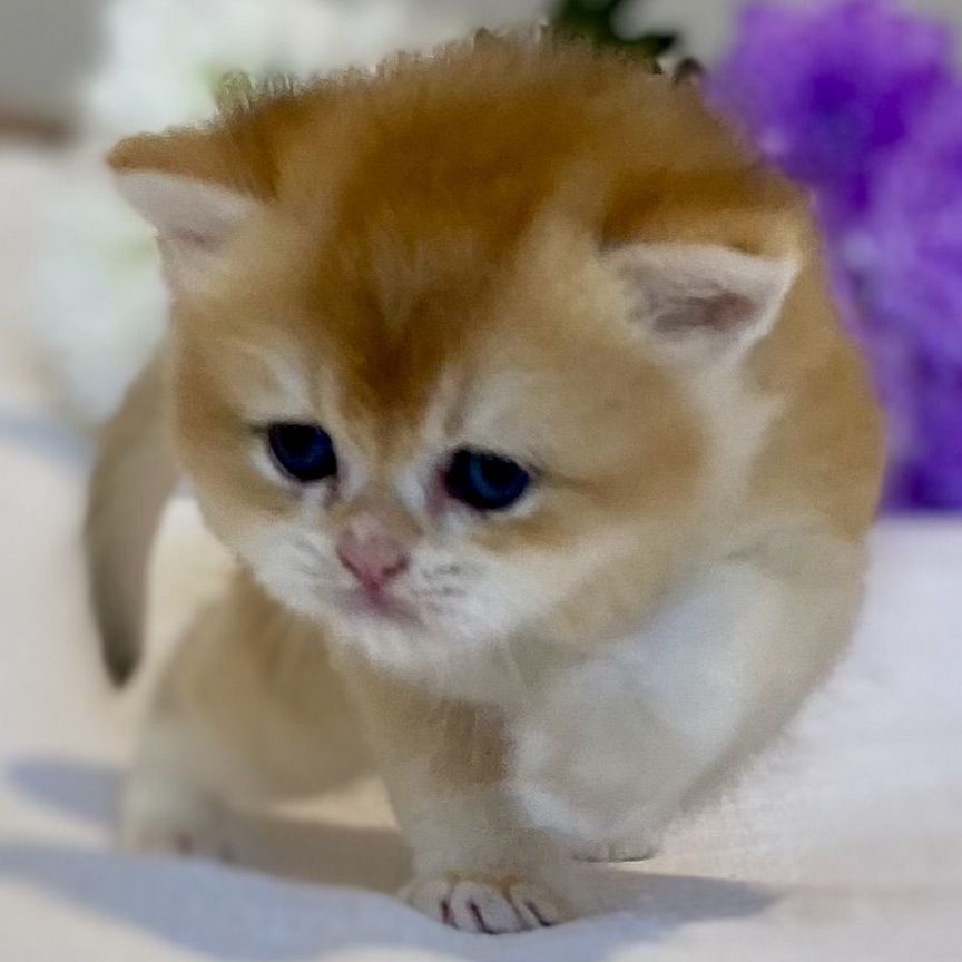 Британский короткошёрстный котёнок