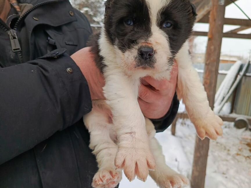 Среднеазиатская овчарка алабай щенки