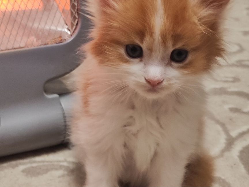 Кошка