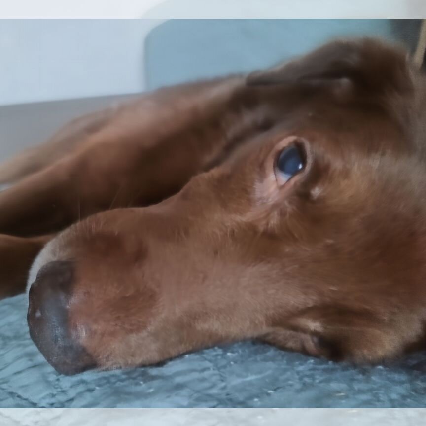 Взрослый пёс в добрые руки