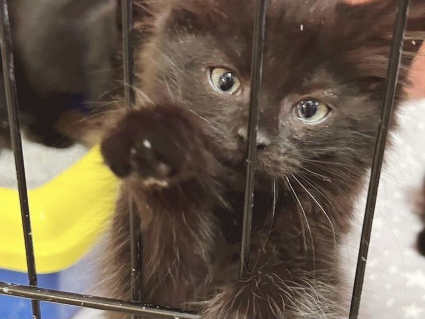 Котятки малыши в добрые руки