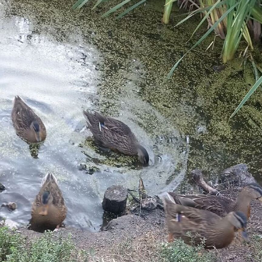 Продам подсадных уток/селезней