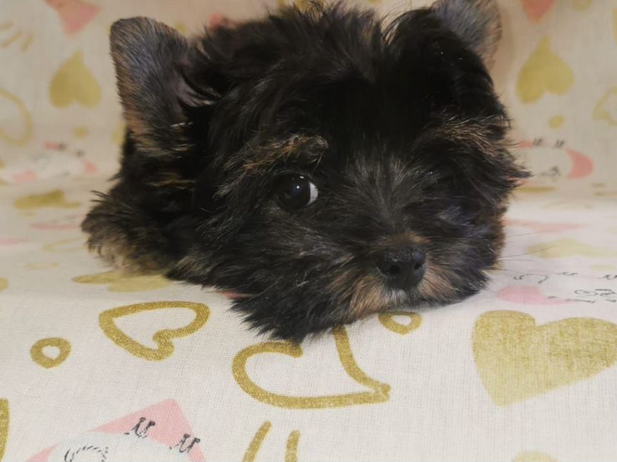 Милая Принцесса Цветной Йорк