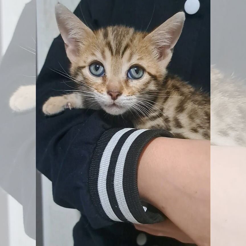 Бенгальская кошка