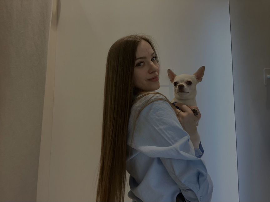 Вязка чихуахуа мальчик