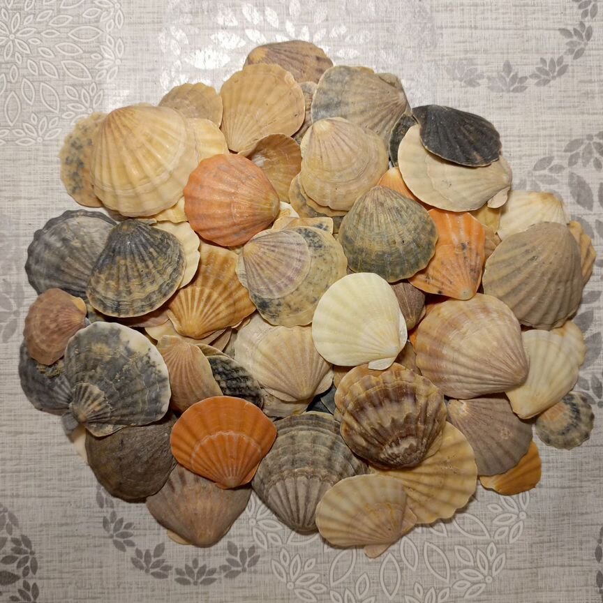 Разные ракушки морские и песчаные