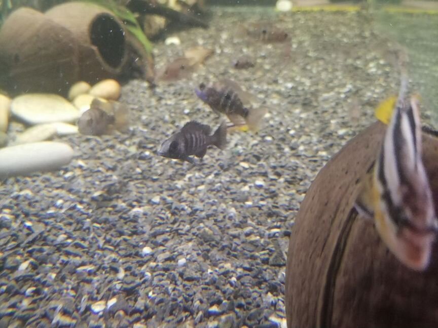 Акара бирюзовая мальки