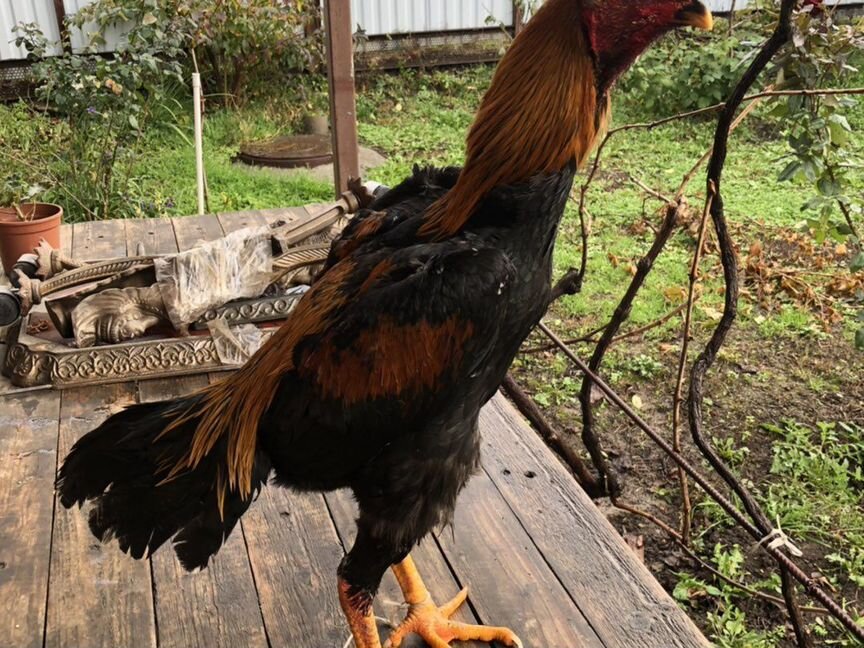 Бойцовые петухи