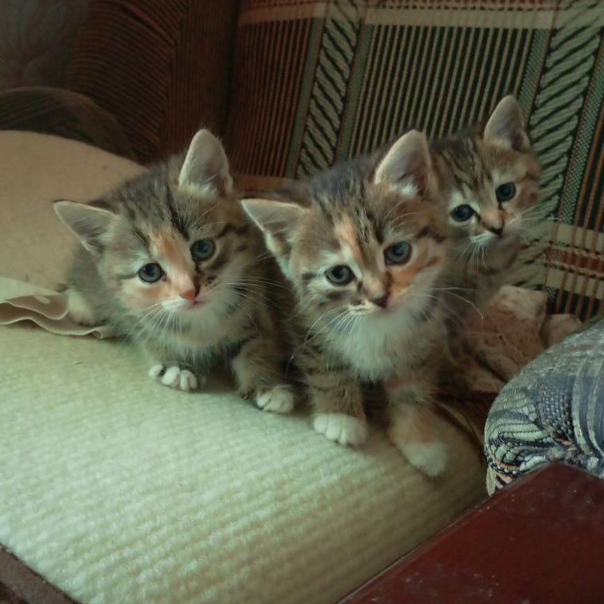 Котята в добрые руки мальчики