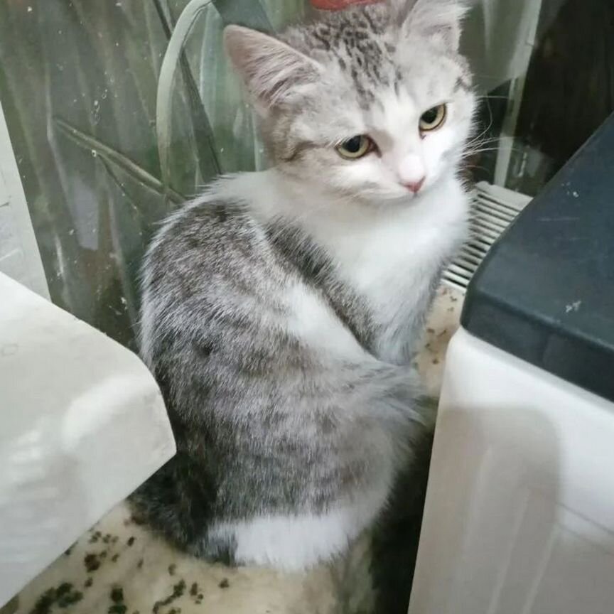 Котёнок в добрые руки