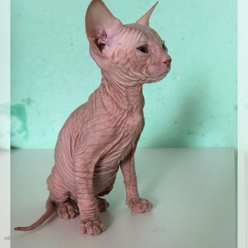 Донской сфинкс котёнок