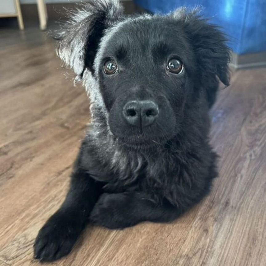 Спасите щеночка