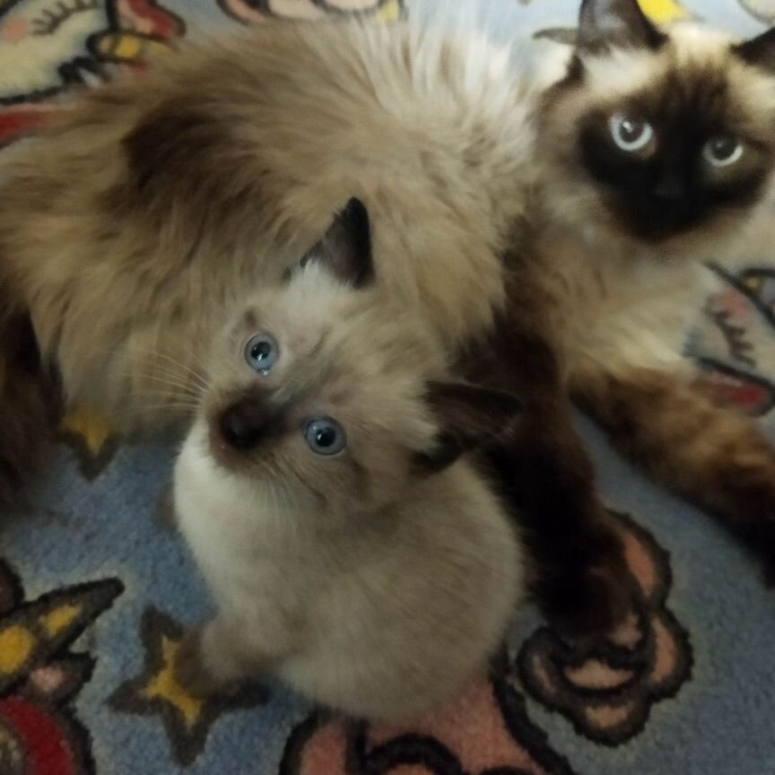 Котята