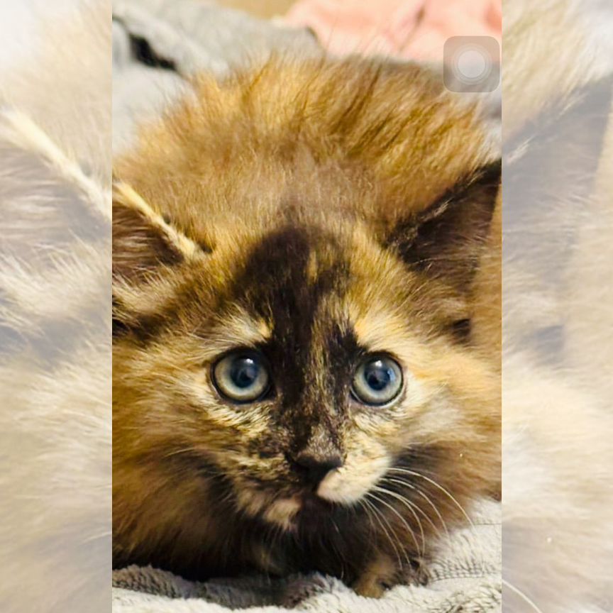 Сибирский котёнок