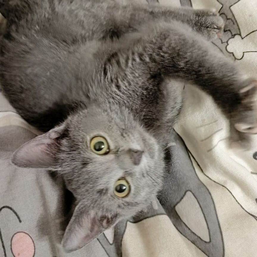 Котенок мальчик бесплатно