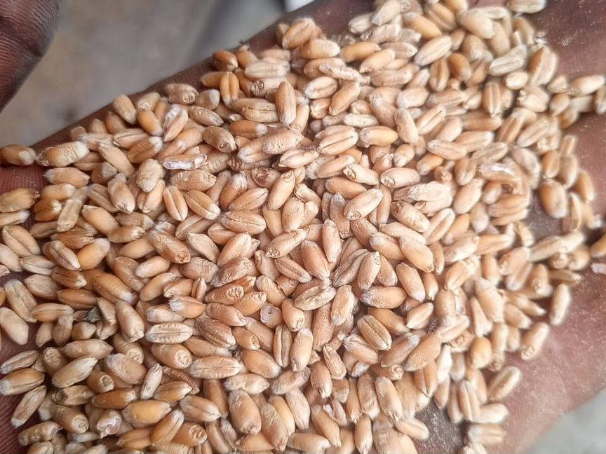 Зерно пшеница 5 класс