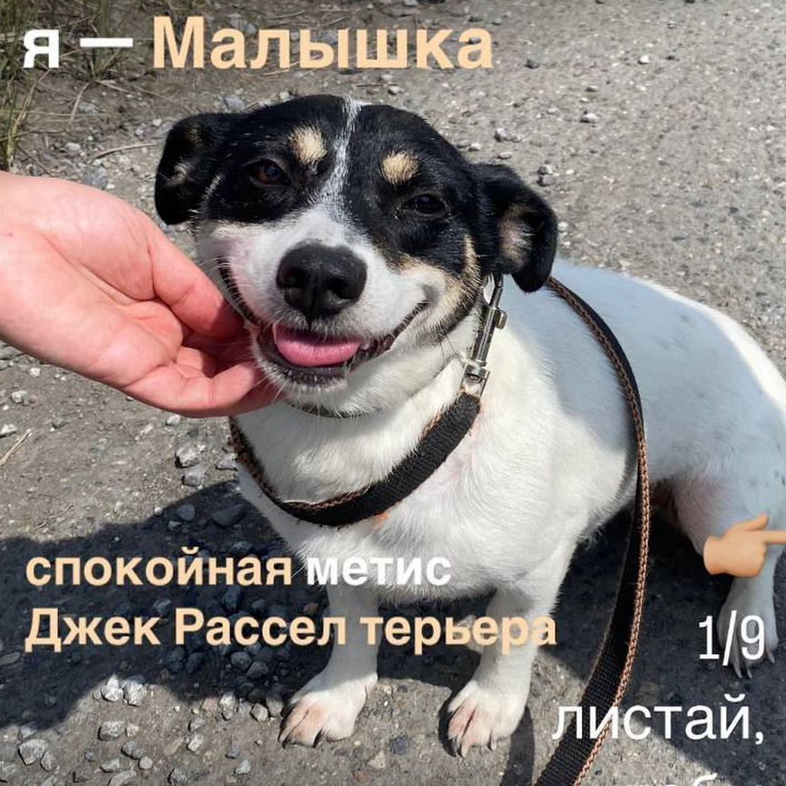Взрослая собака в добрые руки