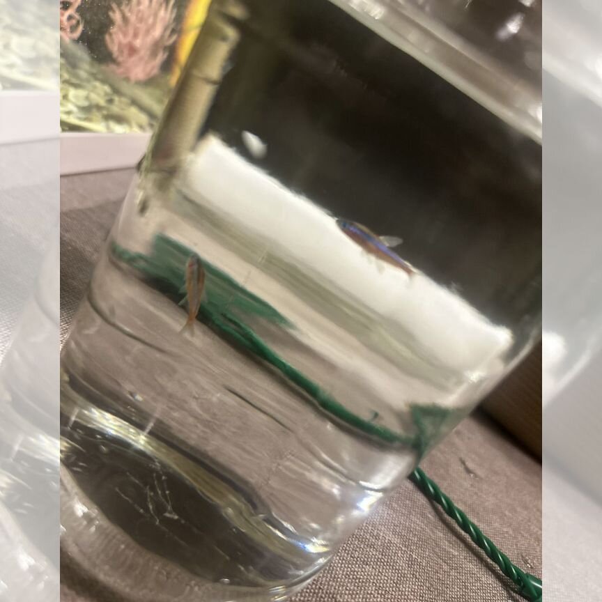 Рыба голубой неон