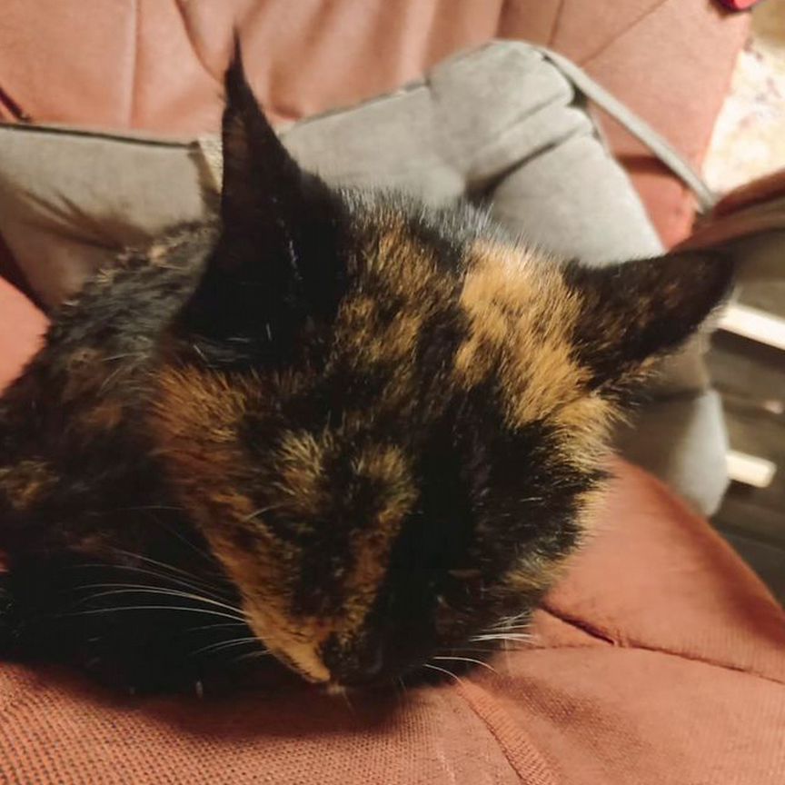 Найдена кошечка черепахового оттенка