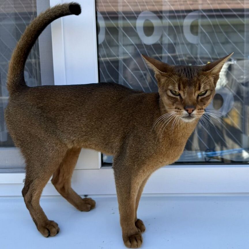 Абиссинский кот
