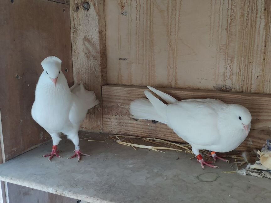 Голуби Бакинские Широкохвостые - Пара