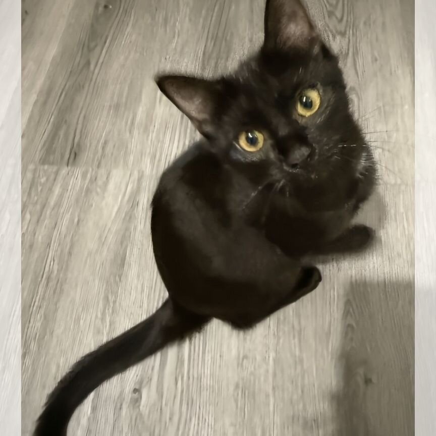 Котёнок в добрые руки