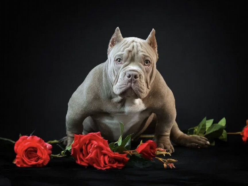 Американские булли покет девочка в лиловом окрасе