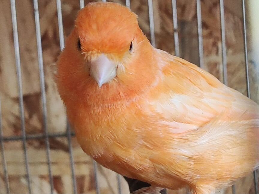 Кенара и канарейки цветные