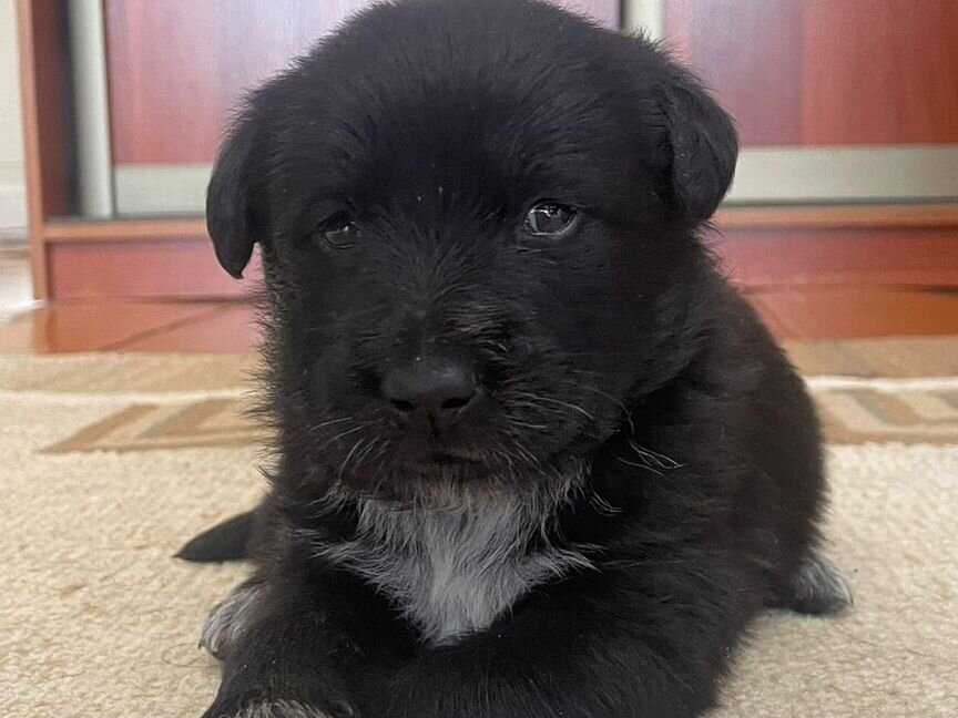 Отдам щенка