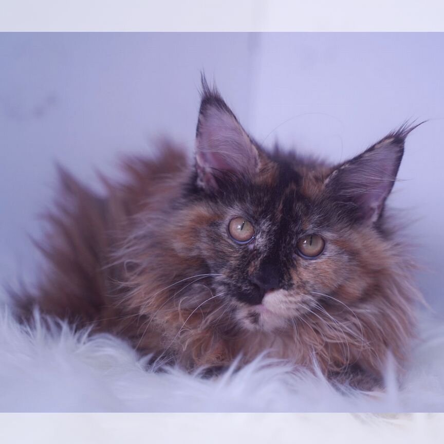 Мейн-кун котёнок