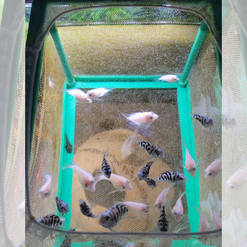 Живая рыба мальки