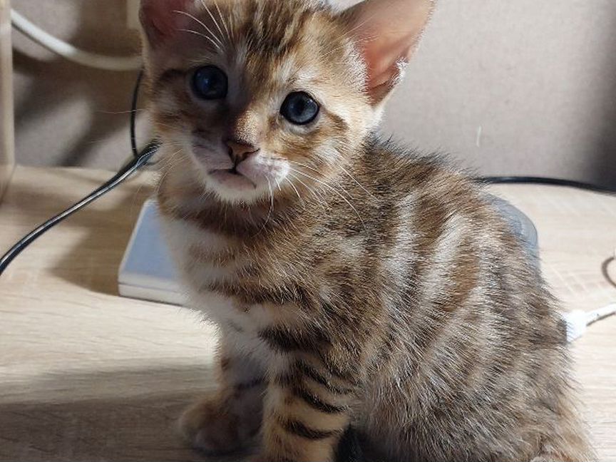 Бенгальская кошечка