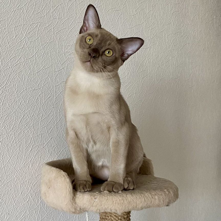 Бурманский кот
