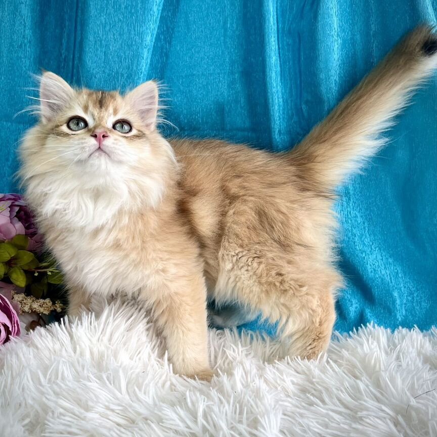 Британская шиншилла мальчик