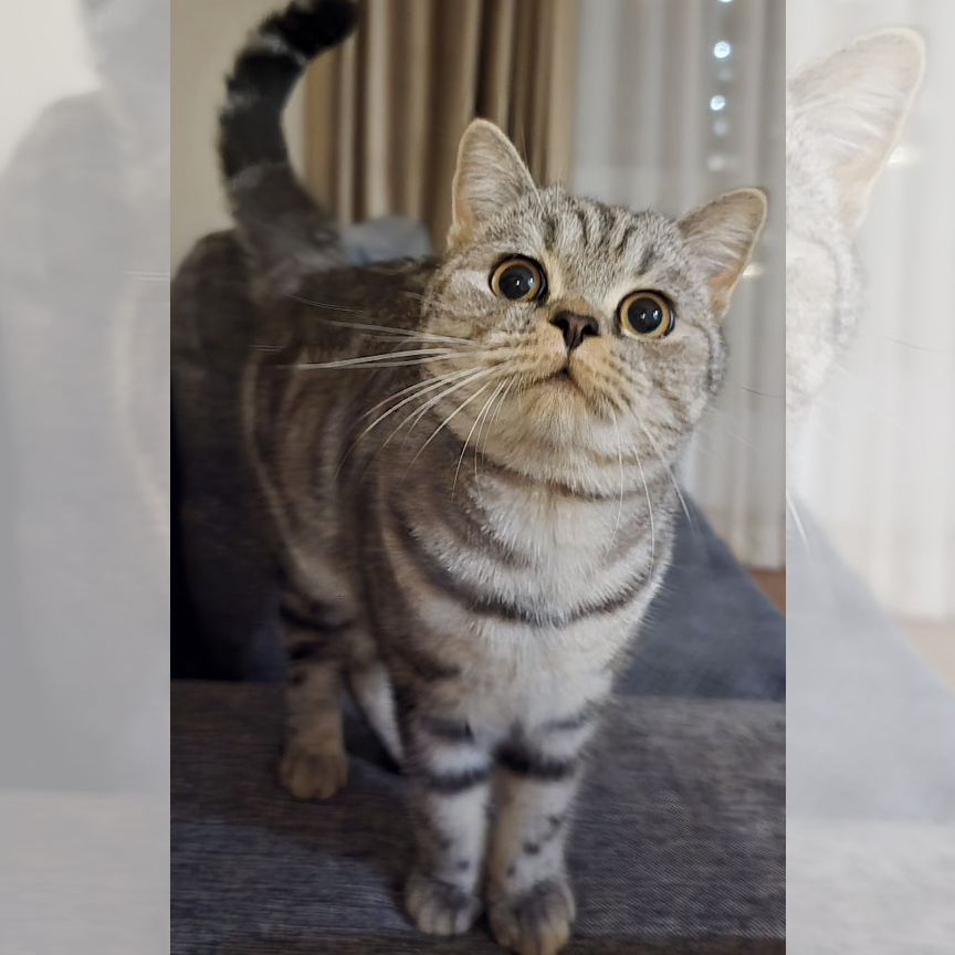 Отдам кота в добрые руки