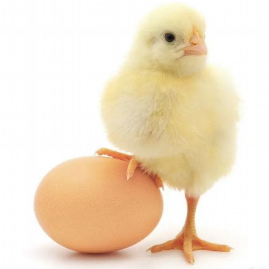Цыплята бройлеры