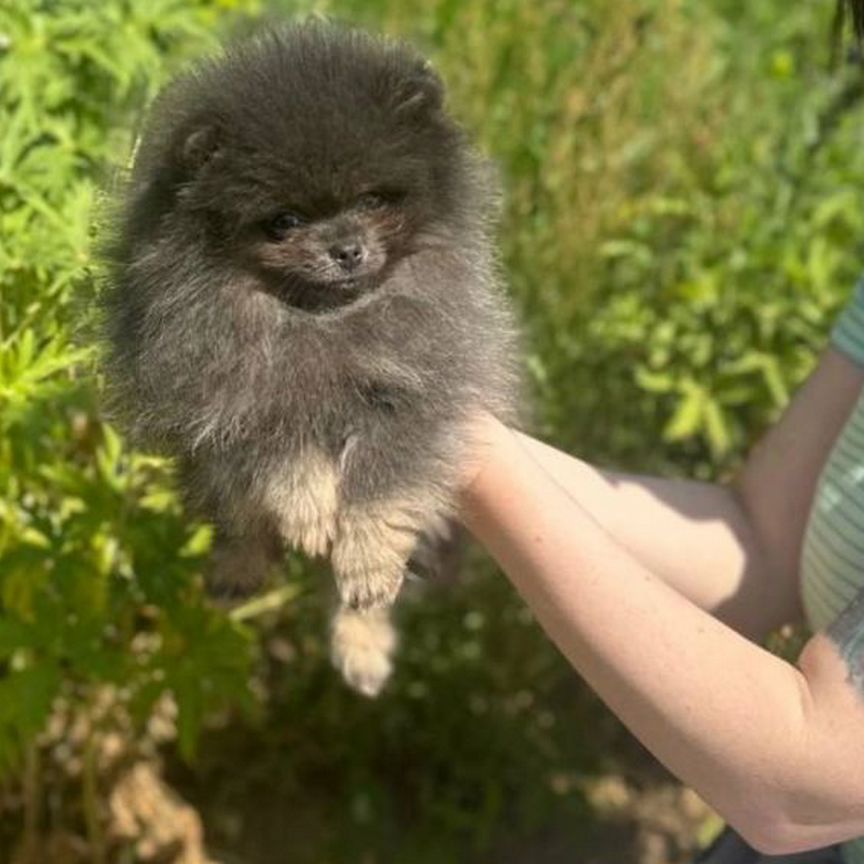 Померанский шпиц