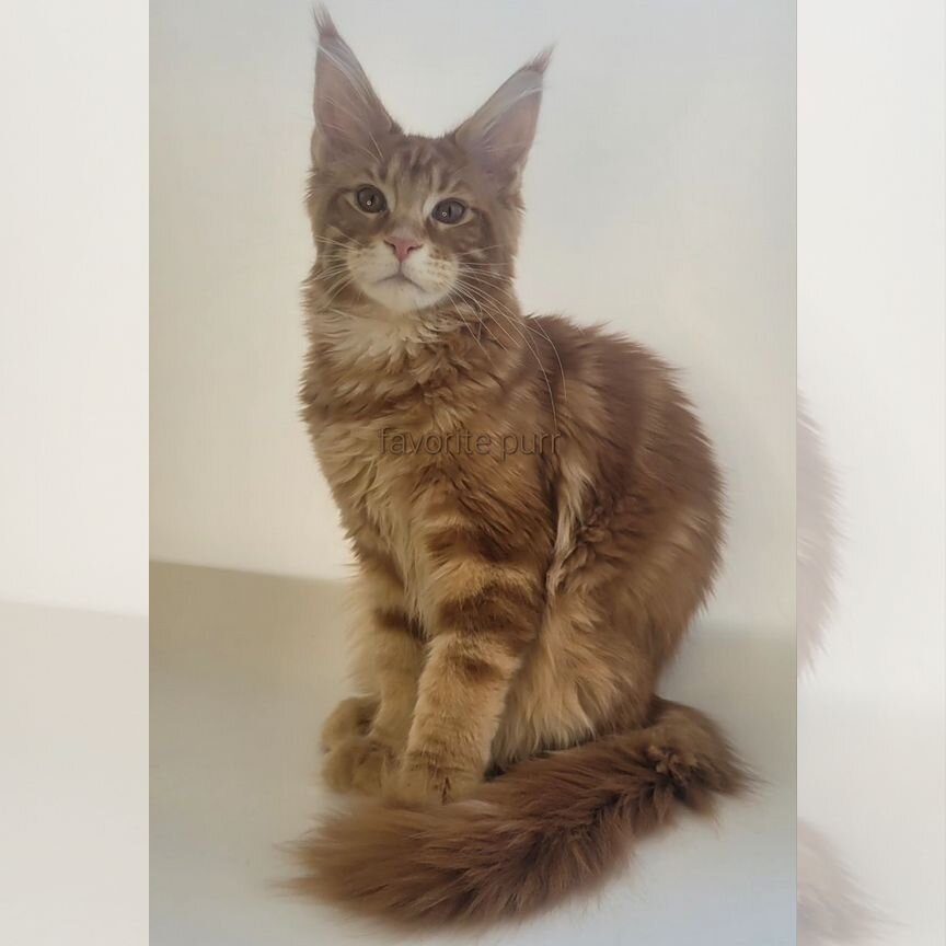 Котята мейн-кун