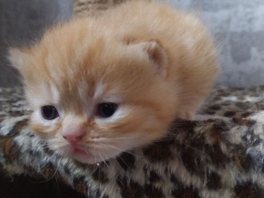 Кошка