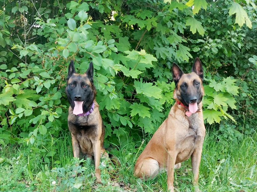 Бельгийская овчарка