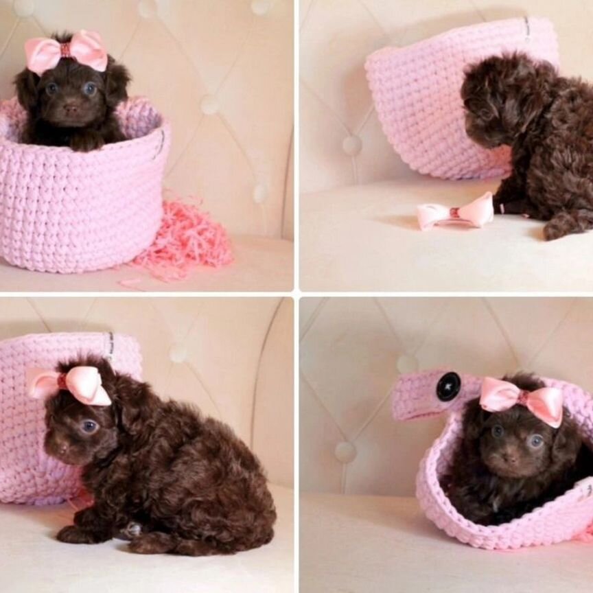 Мальтипу куколка