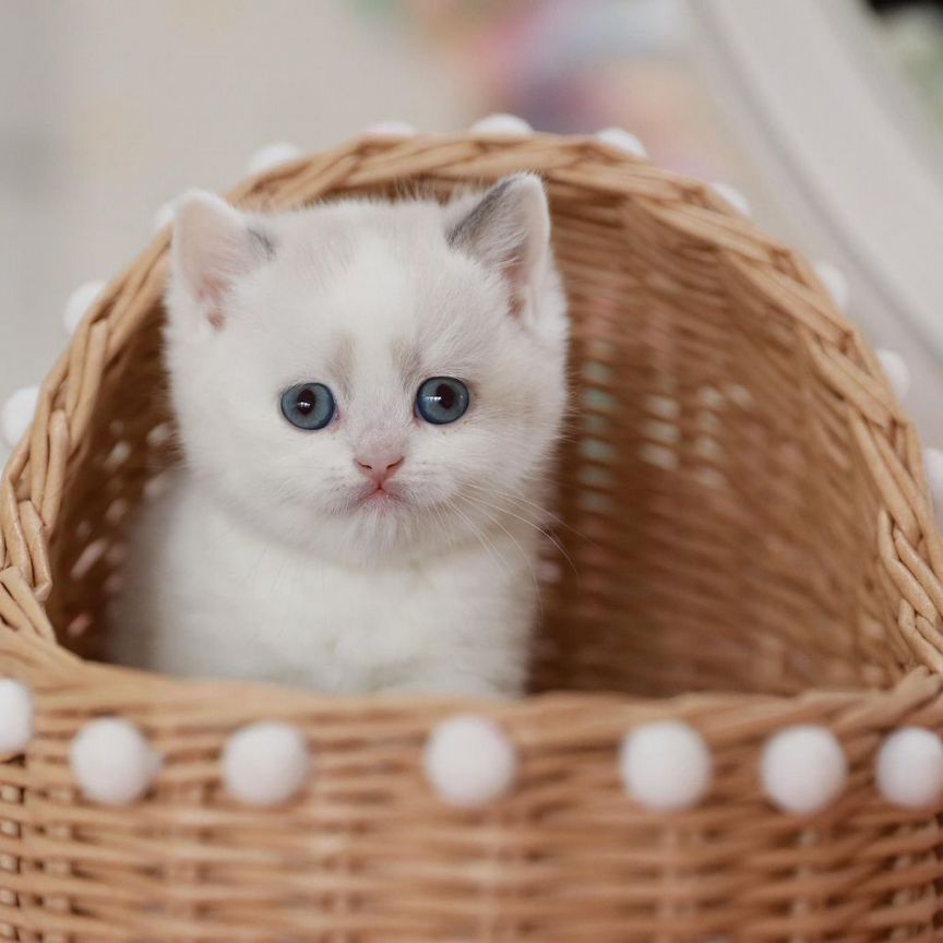 Британский короткошёрстный котёнок