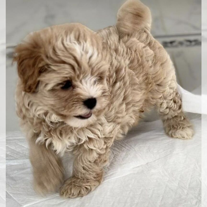 Мальтипу, щенок