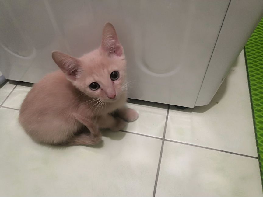 Котята в добрые руки бесплатно