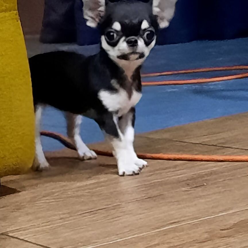 Малышка для ценителей