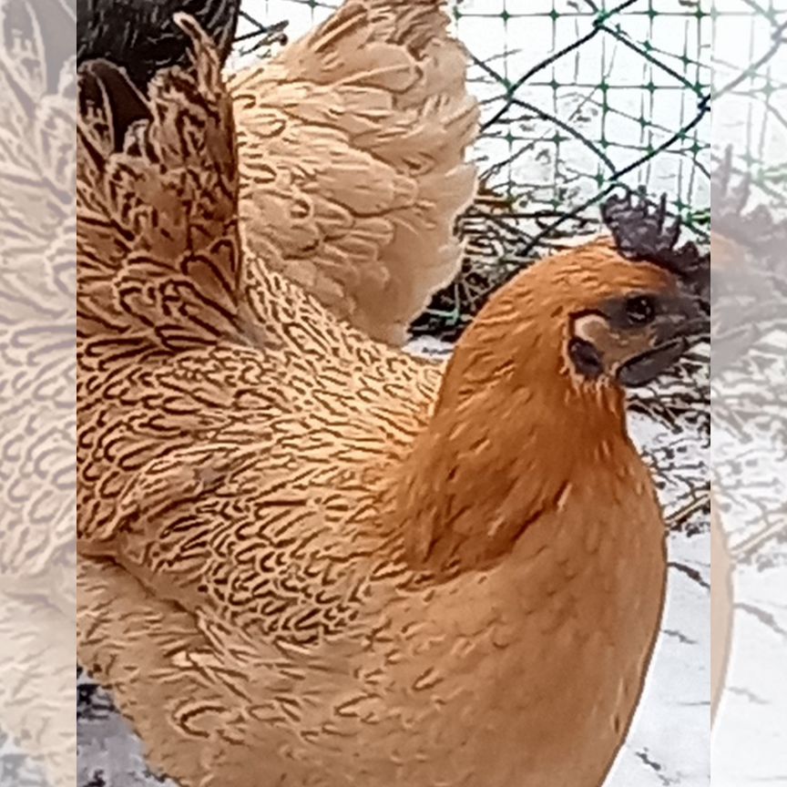 Лакеданзи, инкубационное яйцо