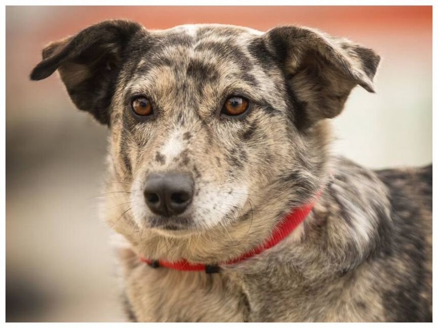 Красотка Трикси в добрые руки