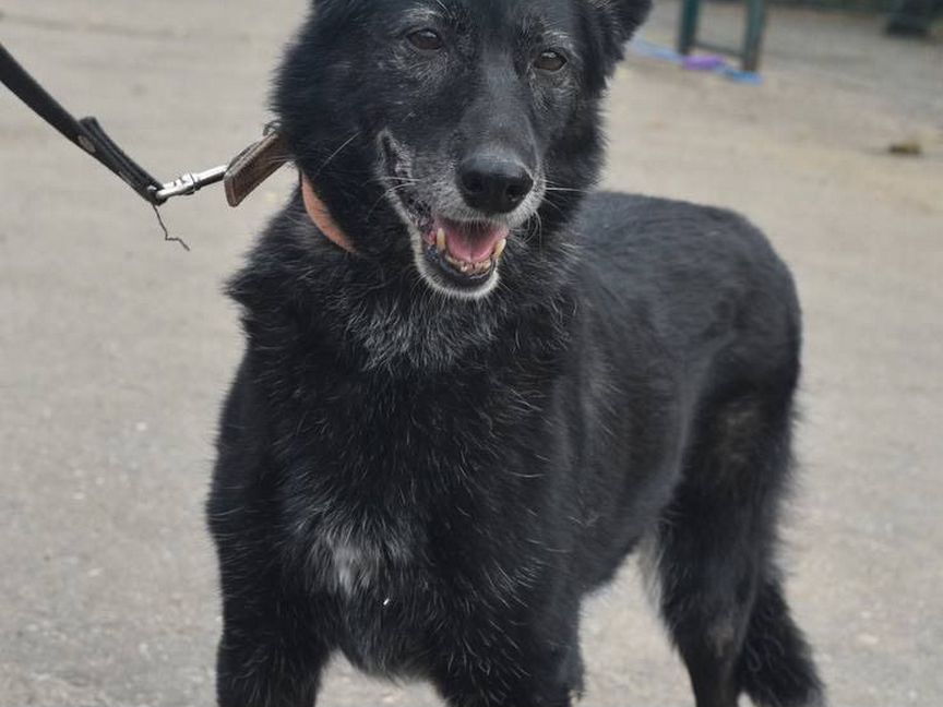 Ночка ждёт своего хозяина